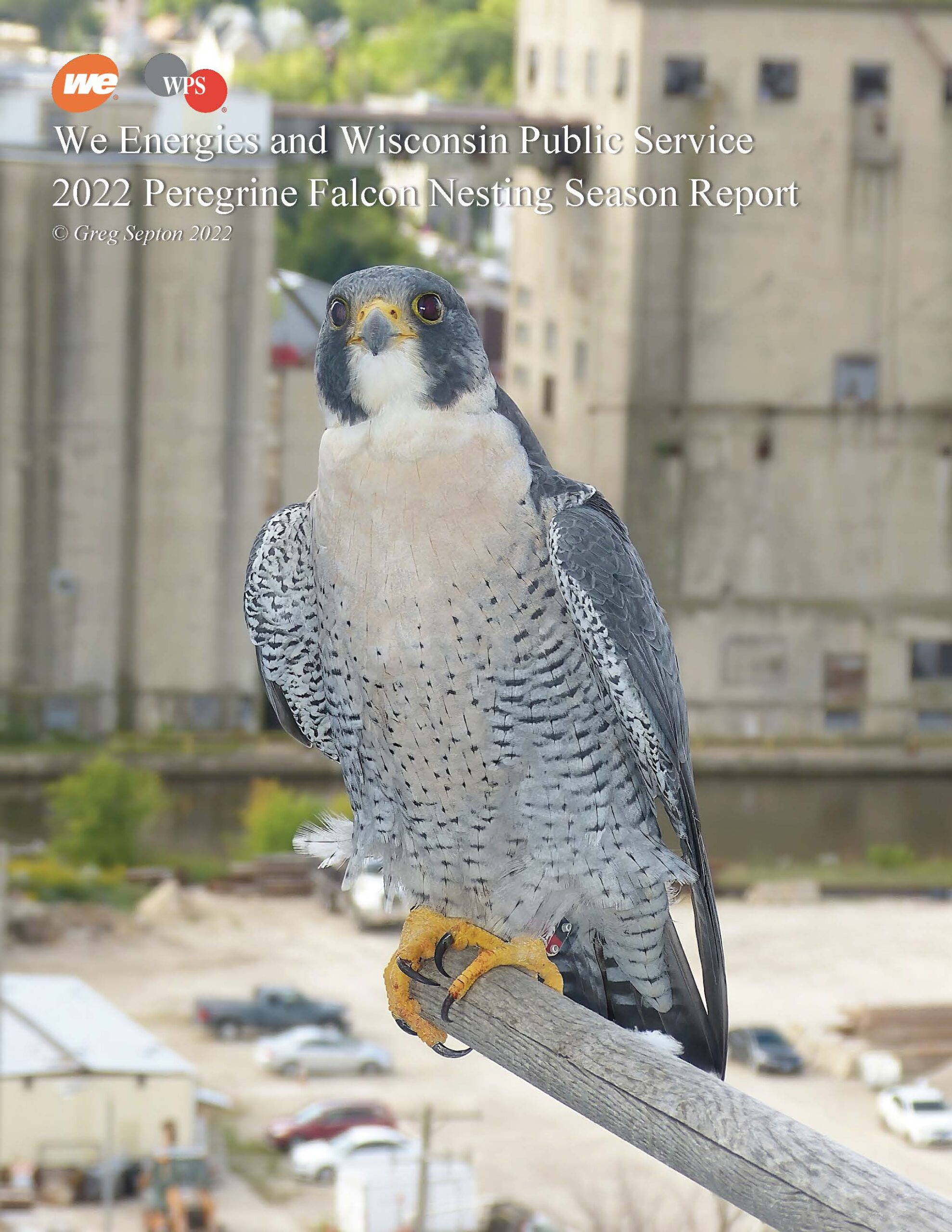 New report celebrates milestone year for WPS, We Energies peregrine ...