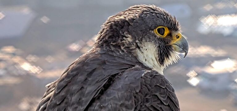 First peregrine falcon egg of the season has arrived - Wisconsin Public ...