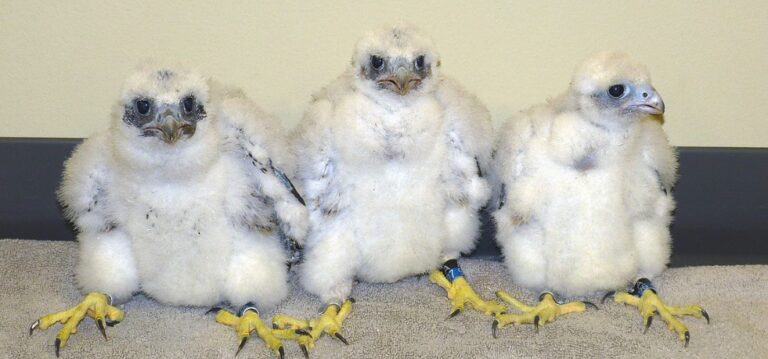 Wisconsin Public Service News